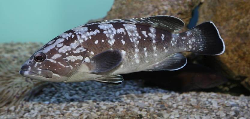 Aquarium Terrarium Krk - Aquarium